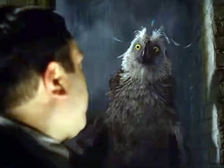 Augurey | Harry-Potter-Lexikon | Fandom