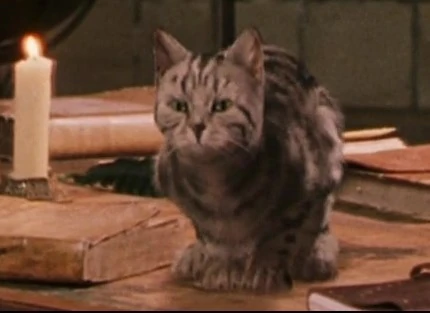 Tabby cat | Harry Potter Wiki | Fandom