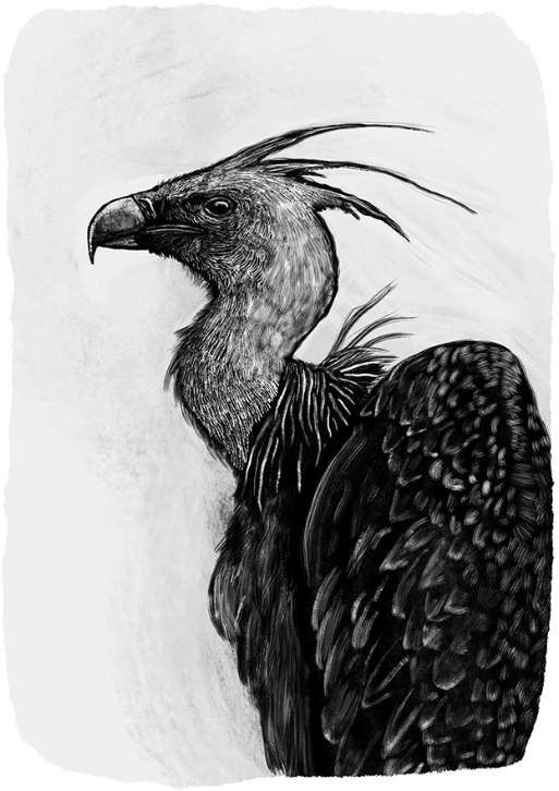 Hans | Harry Potter Wiki | Fandom