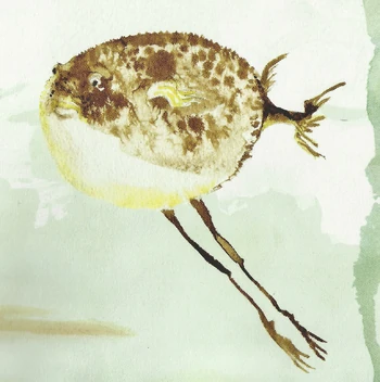 Plimpy | Harry Potter Wiki | FANDOM powered by Wikia