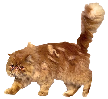 クルックシャンクス | Harry Potter Wiki | Fandom