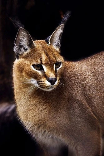 African Lynx | Hay day fanon Wiki | Fandom