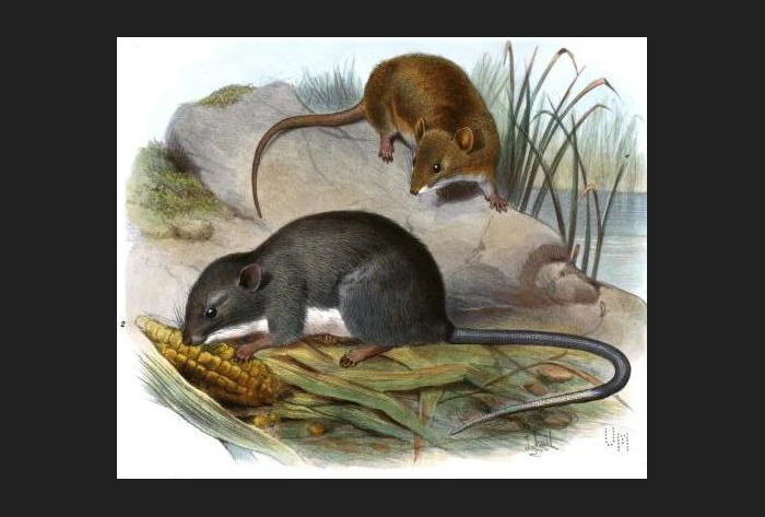 Jamaican Rice Rat | Hello Internet Podcast Wiki | Fandom