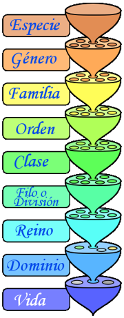 Género (biología) | Wiki Herbolaria | Fandom