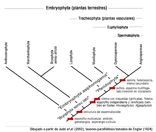 Embryophyta | Wiki Herbolaria | FANDOM powered by Wikia