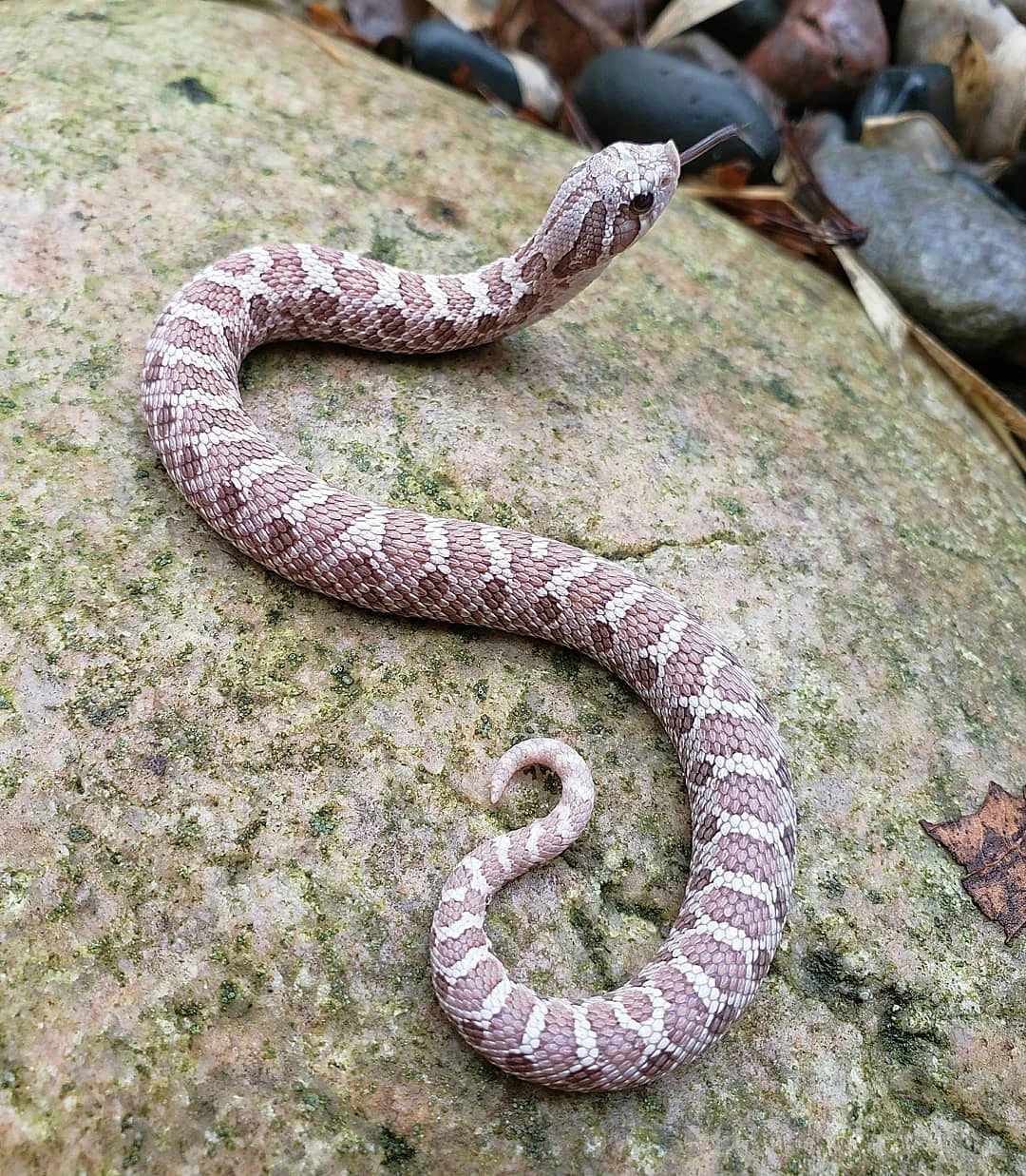 Lavender | Hognose Wiki | Fandom