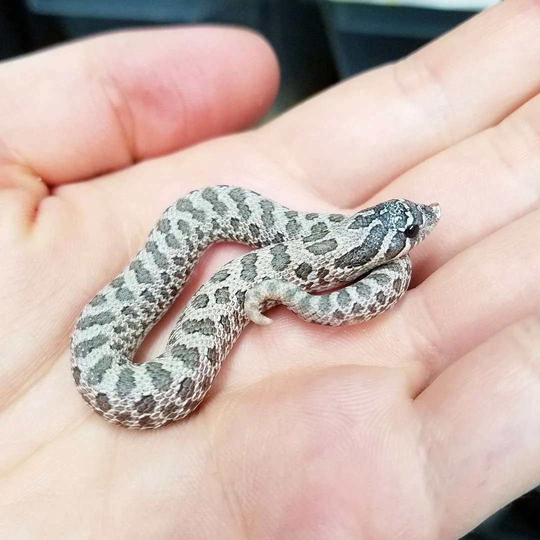 Moondust | Hognose Wiki | Fandom