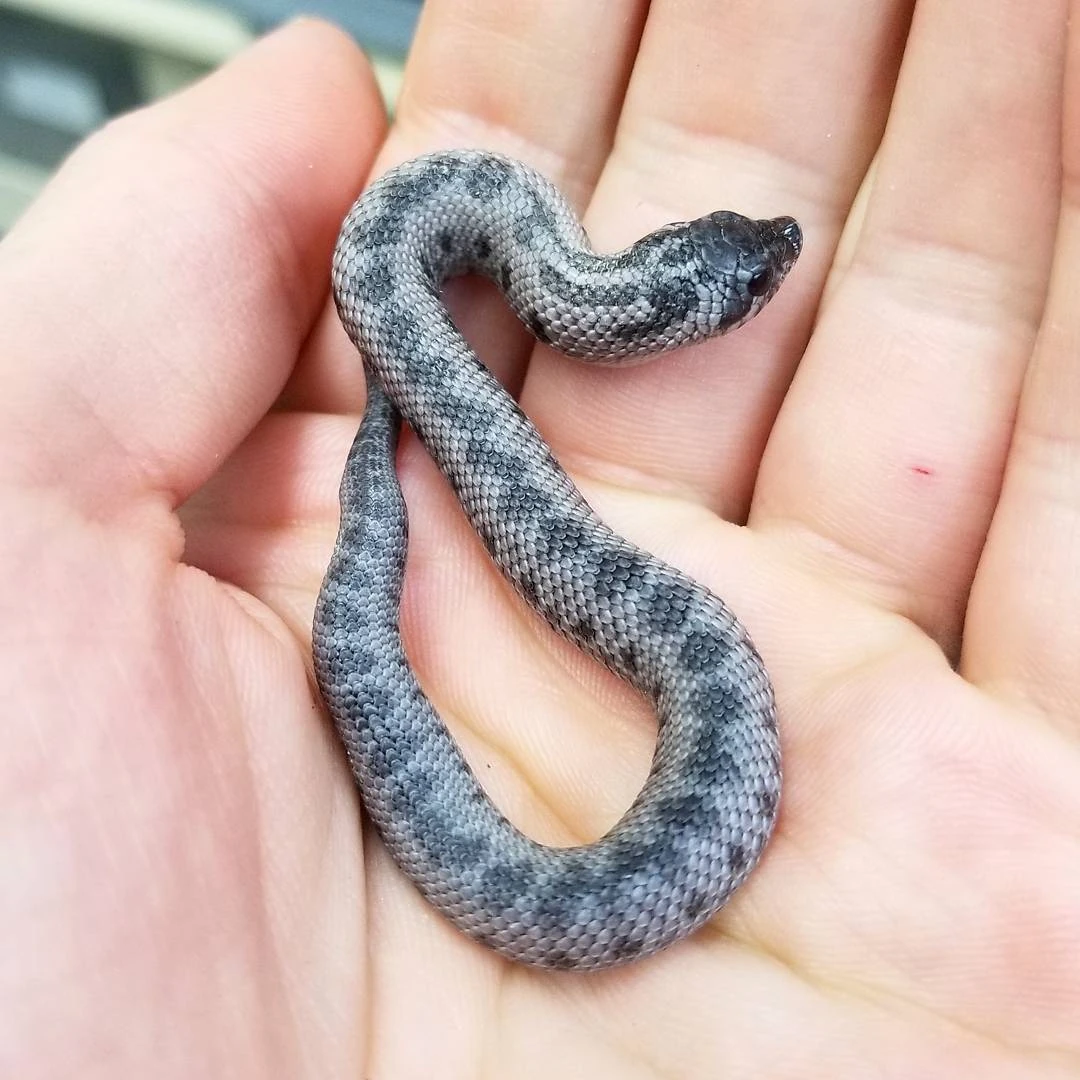 Moonstone | Hognose Wiki | Fandom