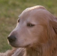 Shadow | Homeward Bound Wiki | Fandom