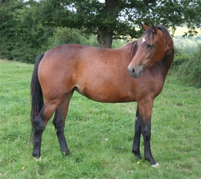 Bobtail | Horses of the Dawn Wiki | Fandom