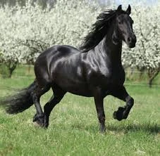 Centello | Horses of the Dawn Wiki | Fandom