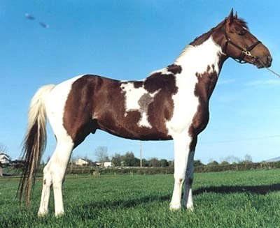 Skewbald | WikiHorses | FANDOM powered by Wikia