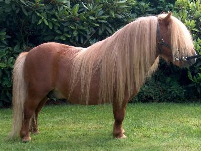 Shetland Pony | WikiHorses | Fandom