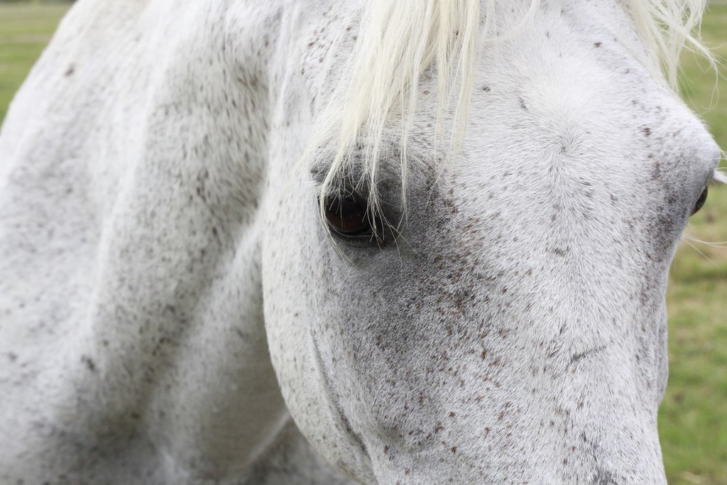 Fleabitten | WikiHorses | FANDOM powered by Wikia Fleabitten | WikiHorses | FANDOM powered by Wikia