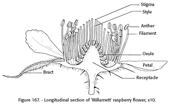 Image - Longitudinal section of raspberry flower.gif | Horticulture and ...
