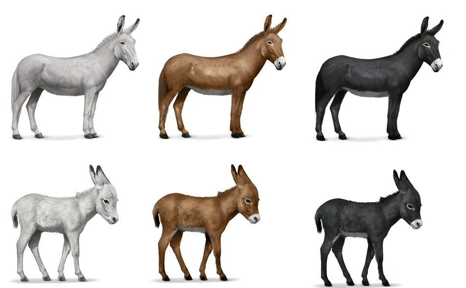 Donkey | Howrse Wiki | Fandom