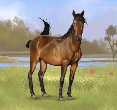 Danube Delta Horse | Howrse Wiki | Fandom