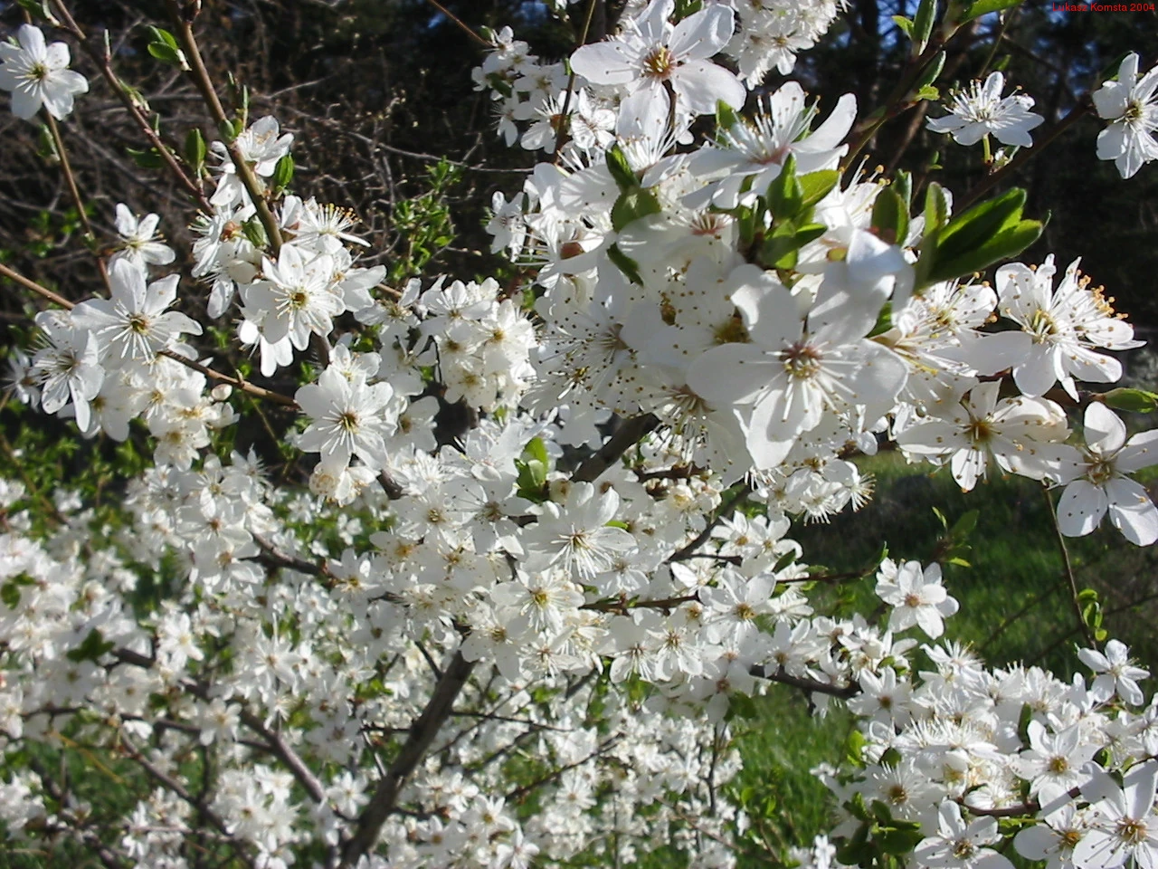 Endrino - Prunus spinosa | Wiki Hoyo de Manzanares | Fandom