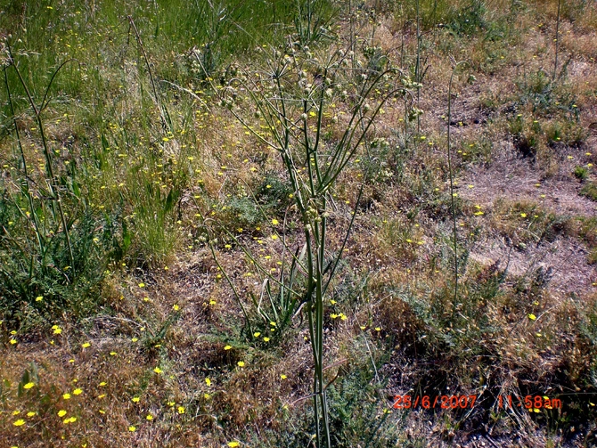 Cominos rústicos de Madrid - Margotia gummifera | Wiki Hoyo de ...