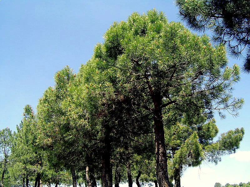Pino real - Pinus pinea | Wiki Hoyo de Manzanares | Fandom