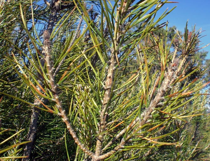 Pino real - Pinus pinea | Wiki Hoyo de Manzanares | Fandom