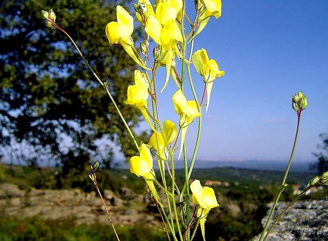 Baleo montesino - Linaria spartea | Wiki Hoyo de Manzanares | Fandom