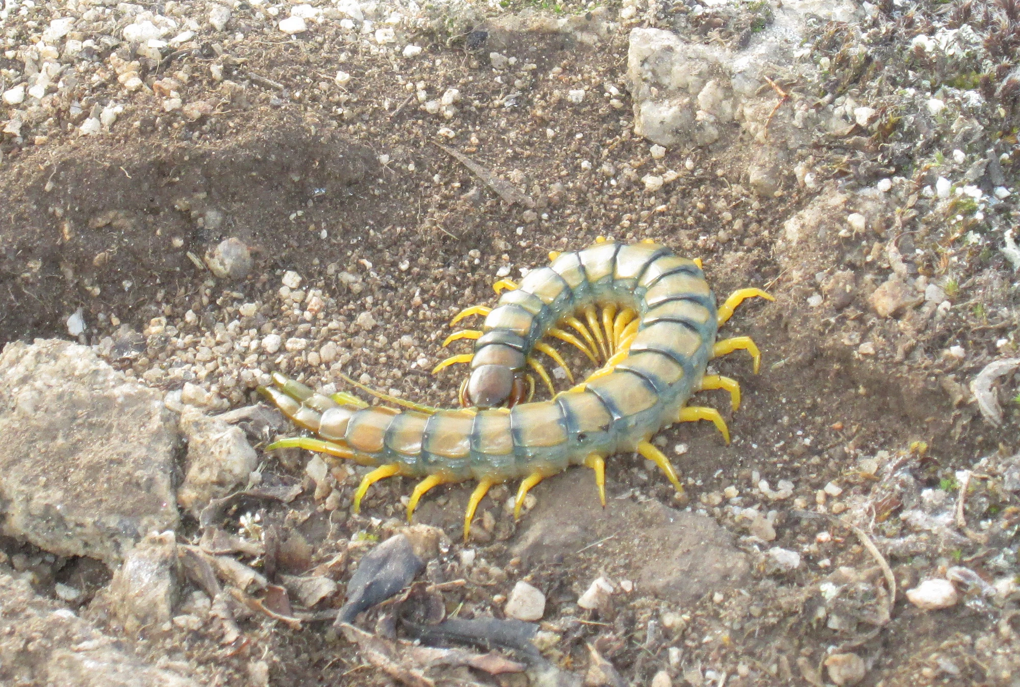 Escolopendra - Scolopendra cingulata | Wiki Hoyo de Manzanares | Fandom
