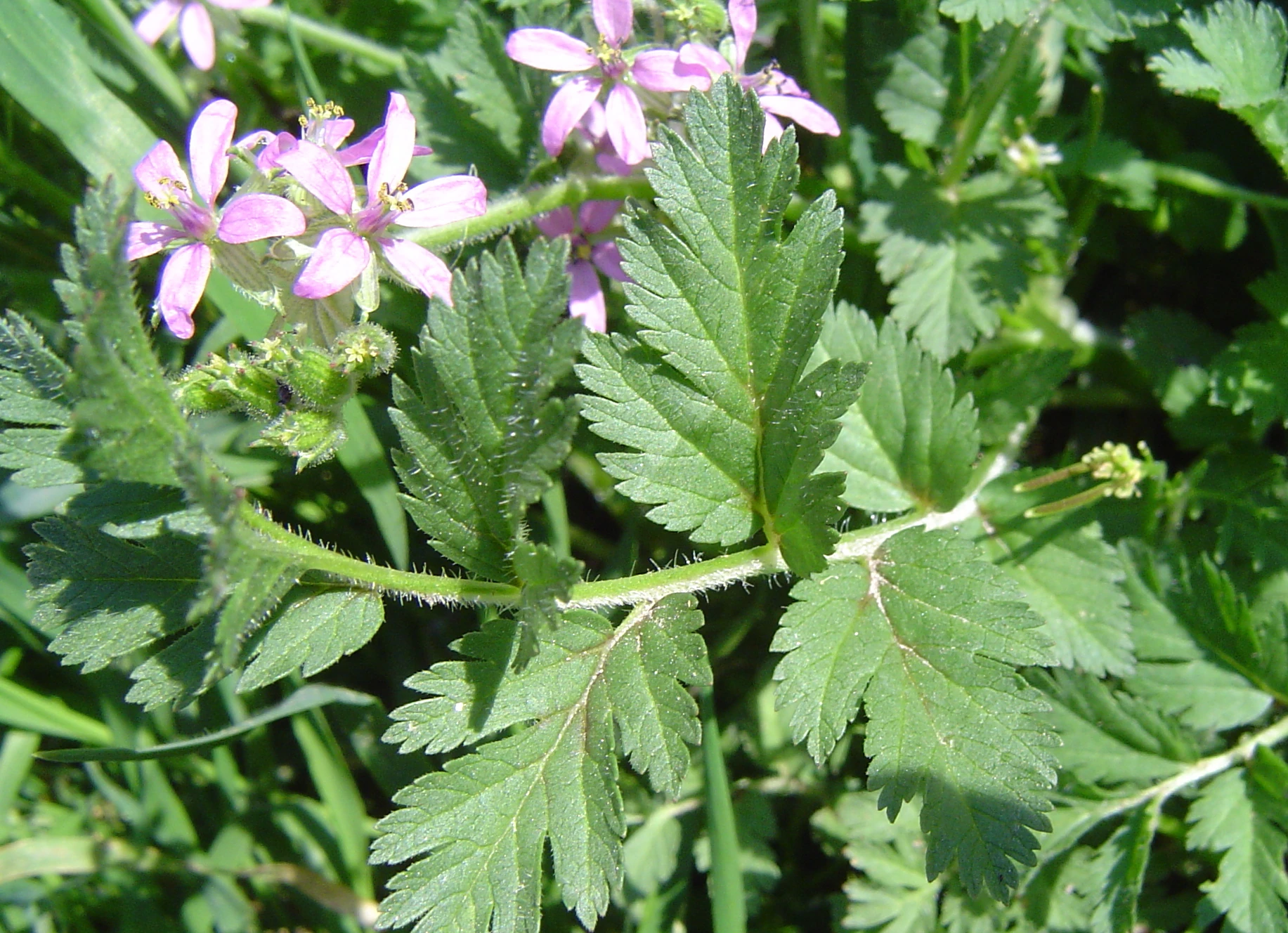 Almizclera - Erodium moschatum | Wiki Hoyo de Manzanares | Fandom