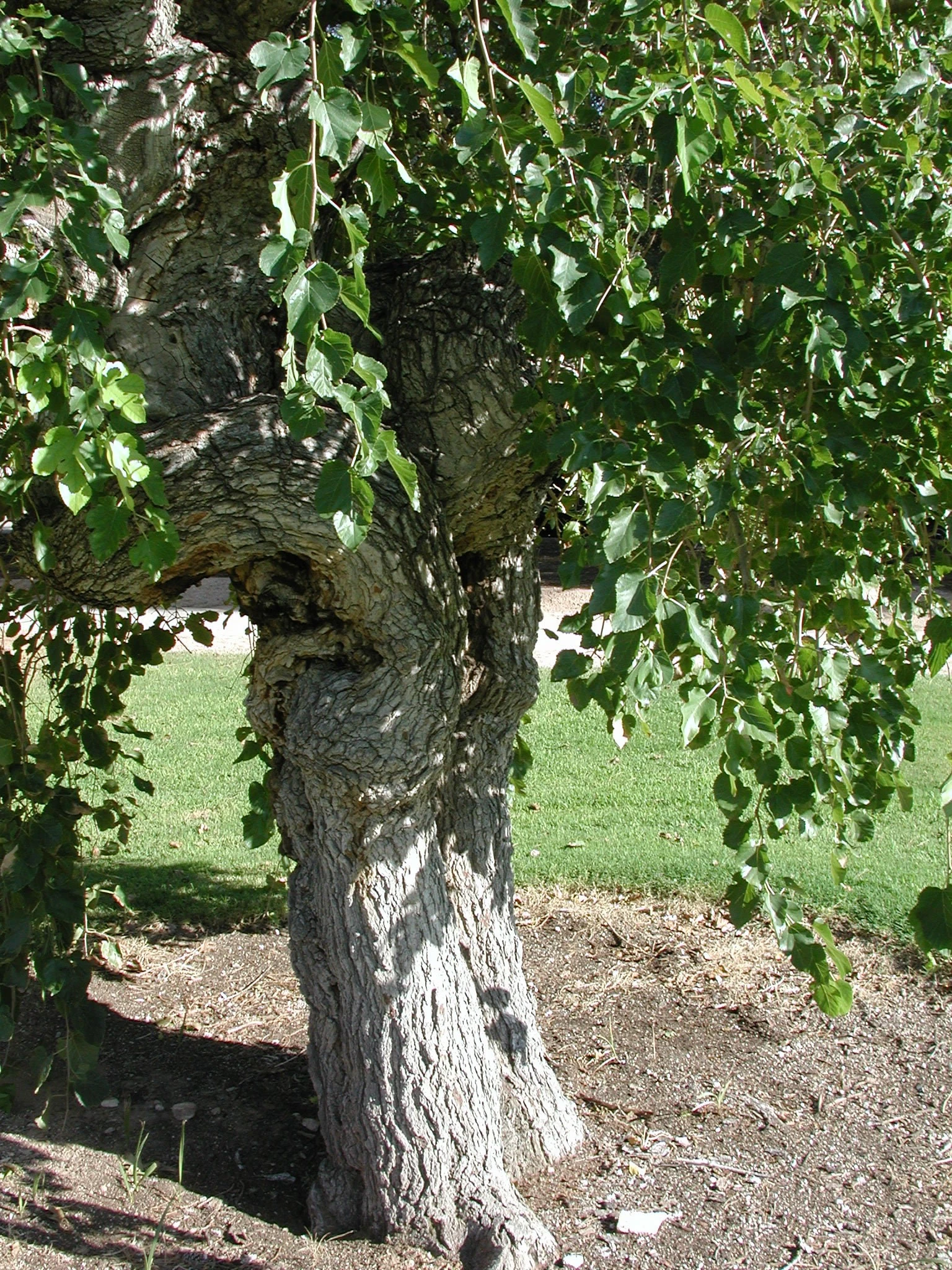 Morera - Morus alba | Wiki Hoyo de Manzanares | Fandom