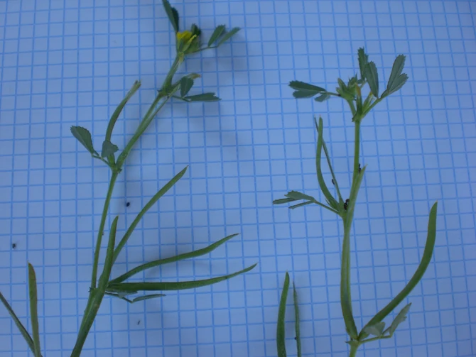 Tricornia - Trigonella polyceratia | Wiki Hoyo de Manzanares | Fandom