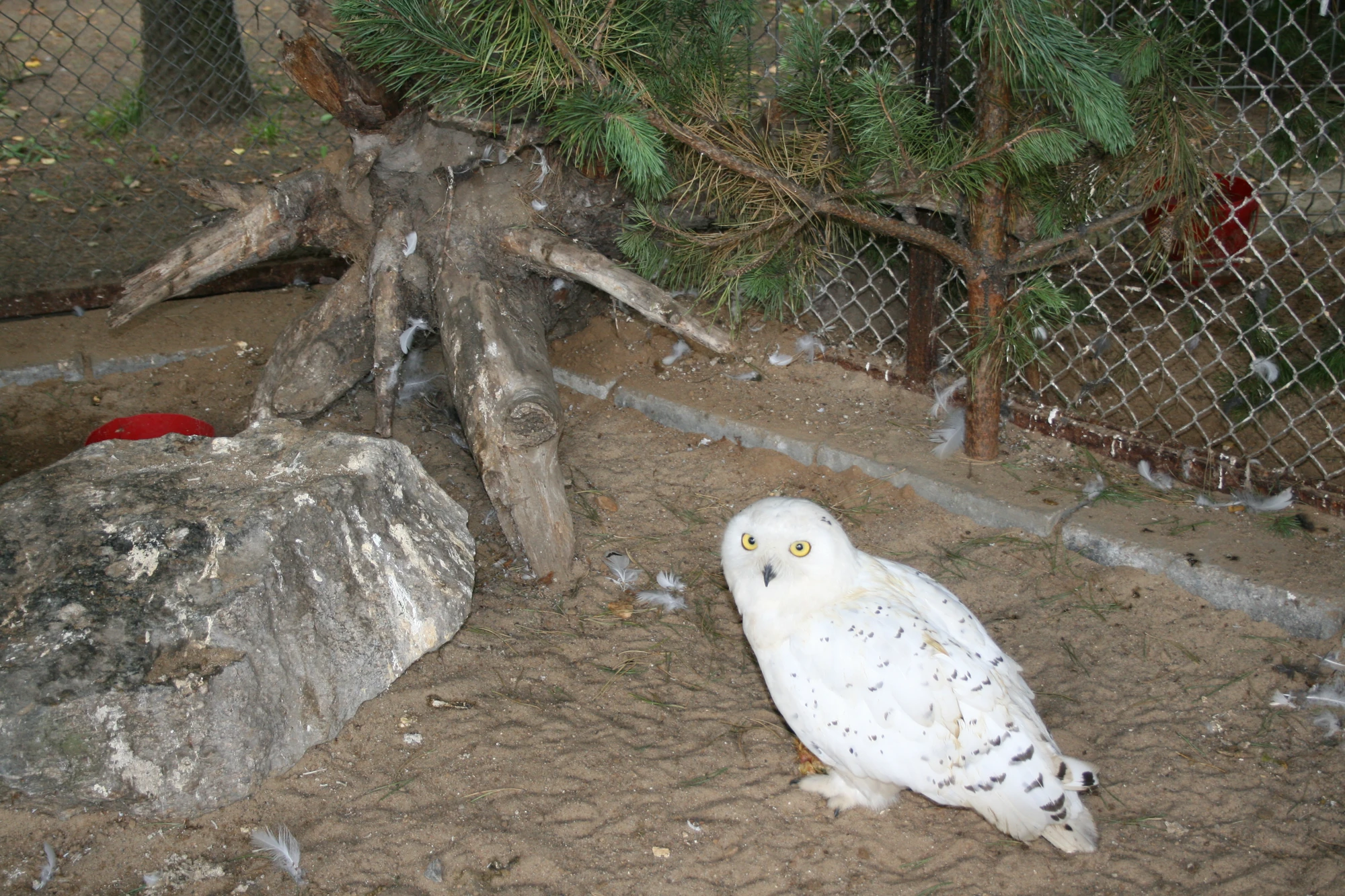 Hedwig | Harry Potter Wiki | Fandom