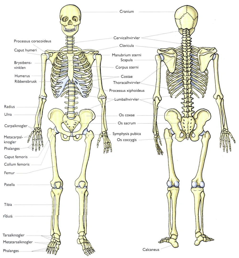 Image - Knogler-latinskebetegnelser.png | Pensumbesvarelse for ...