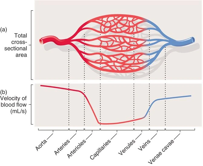 Hæmodynamik | Pensumbesvarelse for Humanbiologi og Sygdomslære Wiki ...
