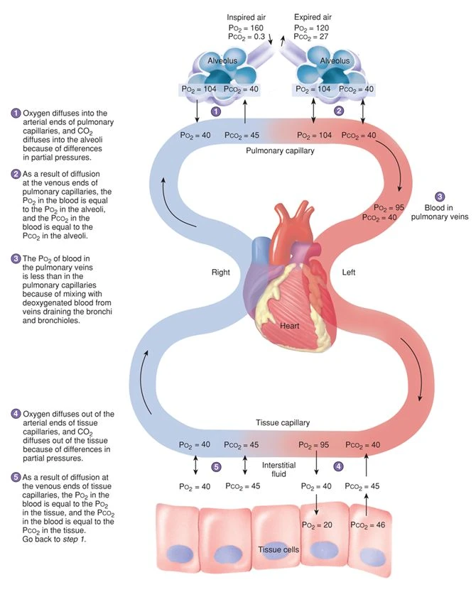 Image - 2316.jpg | Pensumbesvarelse for Humanbiologi og Sygdomslære ...