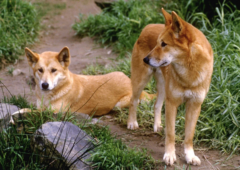 Dingo | Hundepedia | FANDOM powered by Wikia
