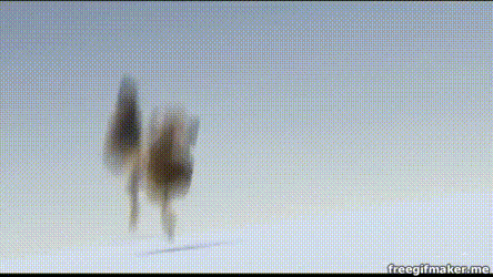 Scrat | Ice Age Wiki | FANDOM powered by Wikia