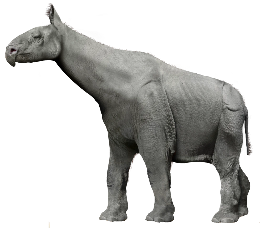 Paraceratherium (SciiFii) | Idea Wiki | Fandom