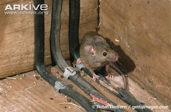 Image - House-mouse-with-damage-to-electric-wiring.jpg | Idea Wiki ...