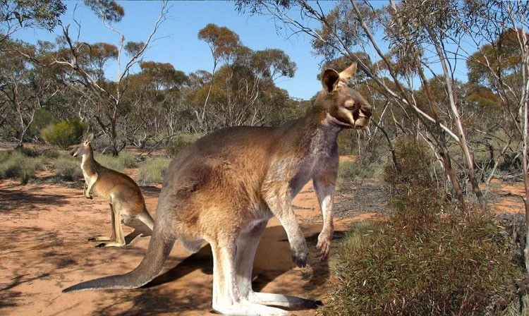 Procoptodon (SciiFii) | Idea Wiki | Fandom