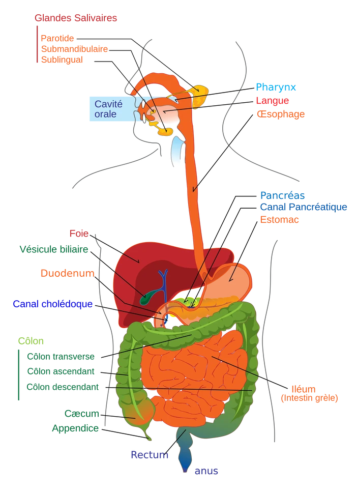 Système Digestif | Wiki IFES | Fandom