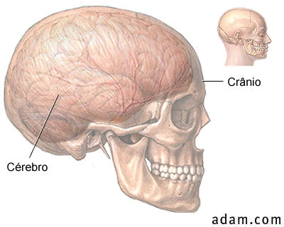 TRAUMATISMO CRANIOENCEFÁLICO (TCE) | Infomedica Wiki | Fandom