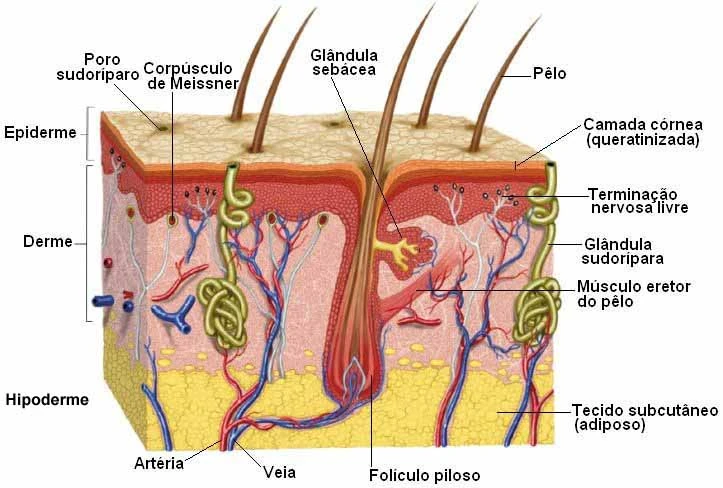 Imagem - Camadas da pele.jpg | Infomedica Wiki | FANDOM powered by Wikia