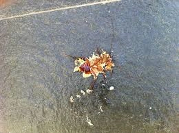 Squishing Insects (action) | Insect Wiki | FANDOM powered by Wikia