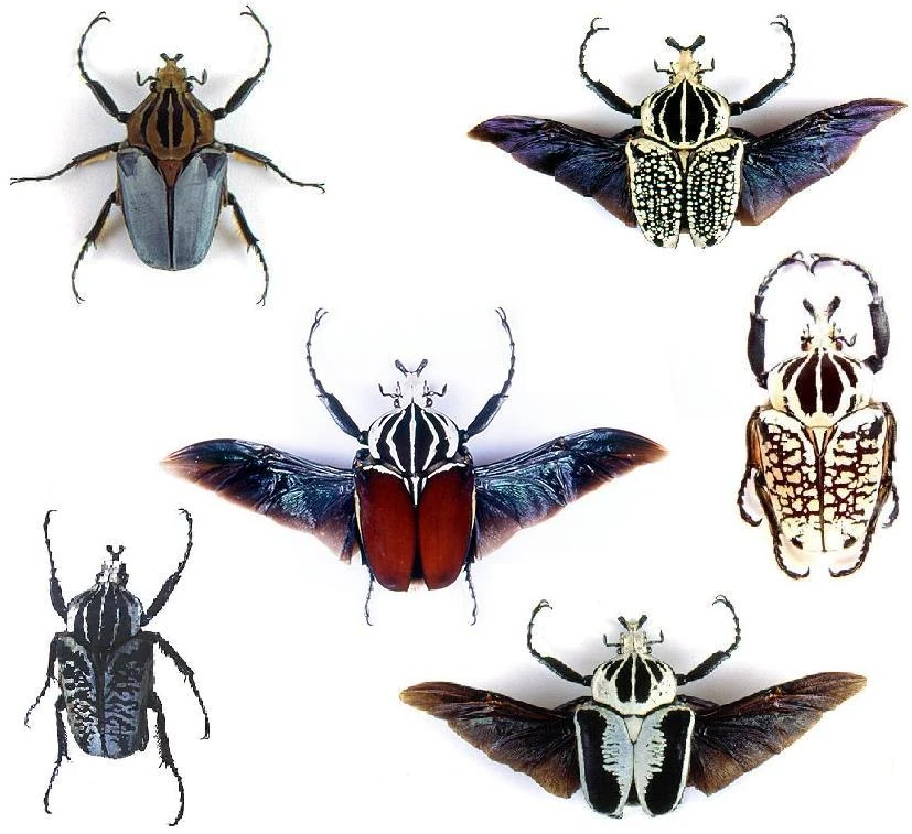 Goliathus | Insect Wiki | Fandom