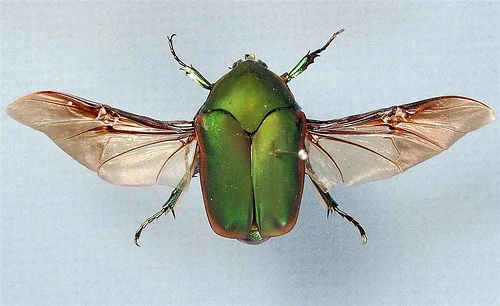 Cotinis nitida | Insect Wiki | Fandom
