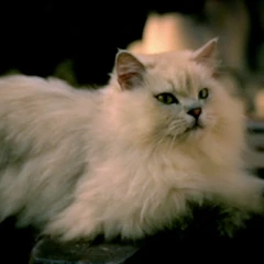 M.A.D. Cat | Inspector Gadget Wiki | Fandom