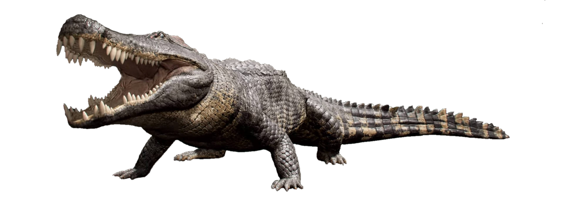 Deinosuchus The Isle Wiki Fandom Powered By Wikia