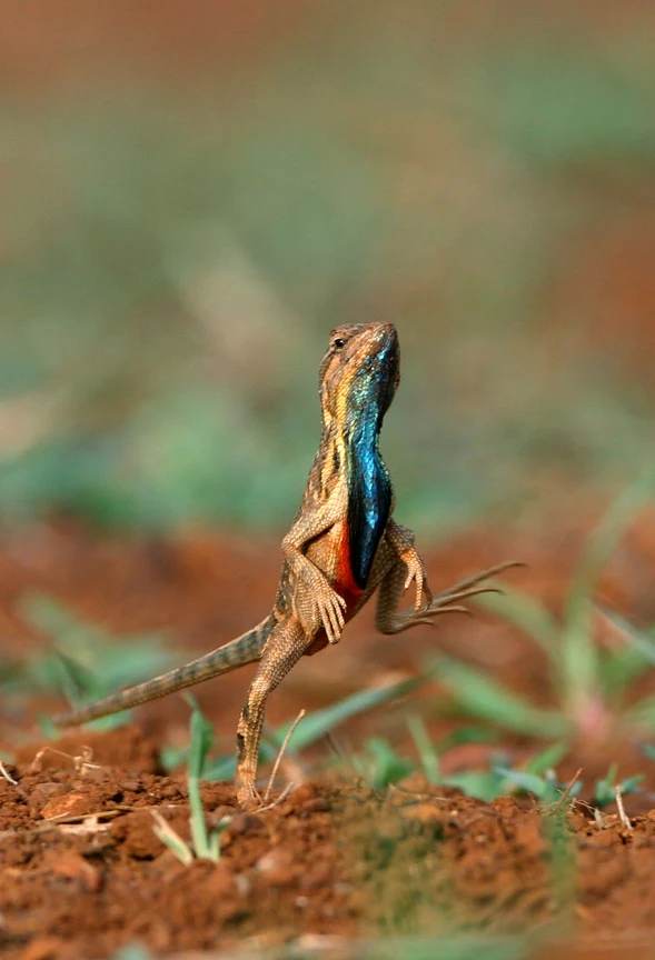 Vancouver Island Bipedal Lizards | It's Something Wiki | FANDOM powered ...