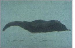 Morgawr | It's Something Wiki | FANDOM powered by Wikia