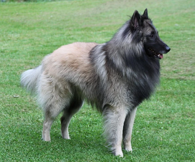 Tervueren (Belgischer Schäferhund) | Jackys Hunde Wiki | FANDOM powered ...
